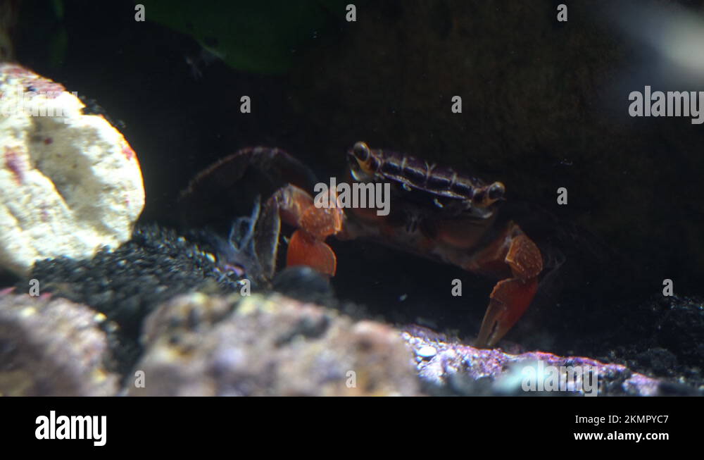 A red claw crab (Perisesarma bidens) turns and wipes her eyes with her ...
