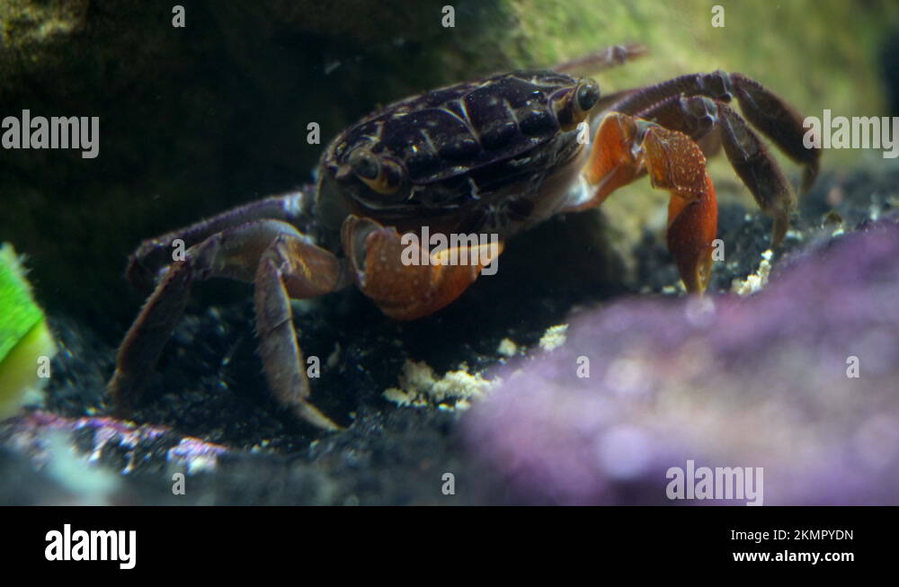 A red claw crab (Perisesarma bidens) eats particles of food Stock Video ...