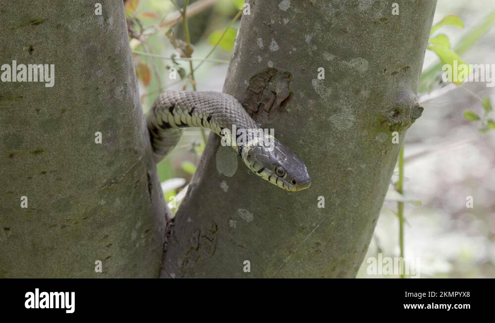 Tree climbing snake Stock Videos & Footage - HD and 4K Video Clips - Alamy