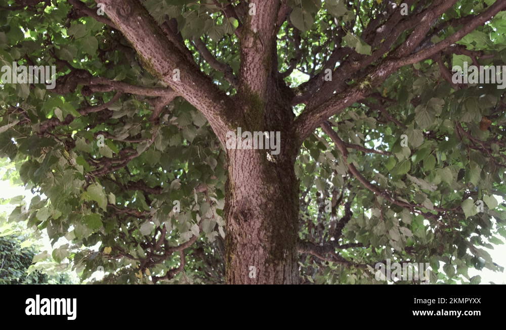 Trimmed tree Stock Videos & Footage - HD and 4K Video Clips - Alamy