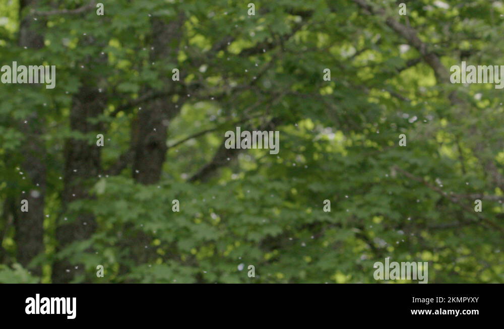 Drift seed Stock Videos & Footage - HD and 4K Video Clips - Alamy