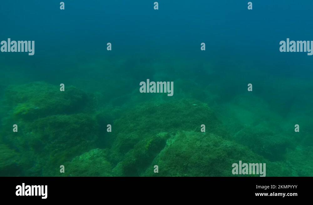 Under sea level, bottom with rocks and algae Stock Video Footage - Alamy