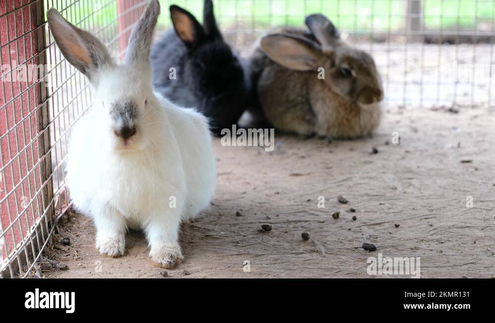 Sitting rabbits Stock Videos & Footage - HD and 4K Video Clips - Alamy