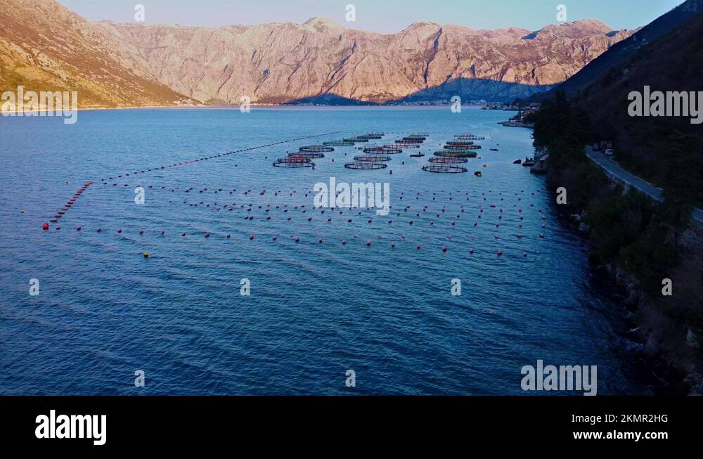 Drone slowly flies up to mussel farm on floating rafts, which are ...