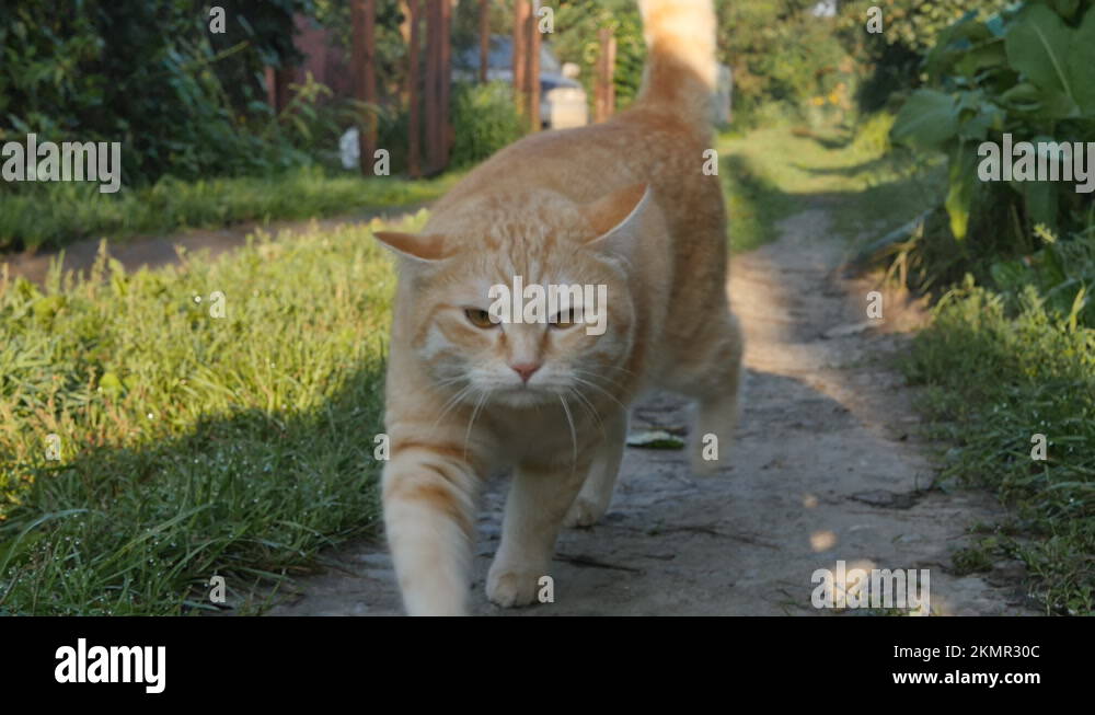 White tip tail Stock Videos & Footage - HD and 4K Video Clips - Alamy