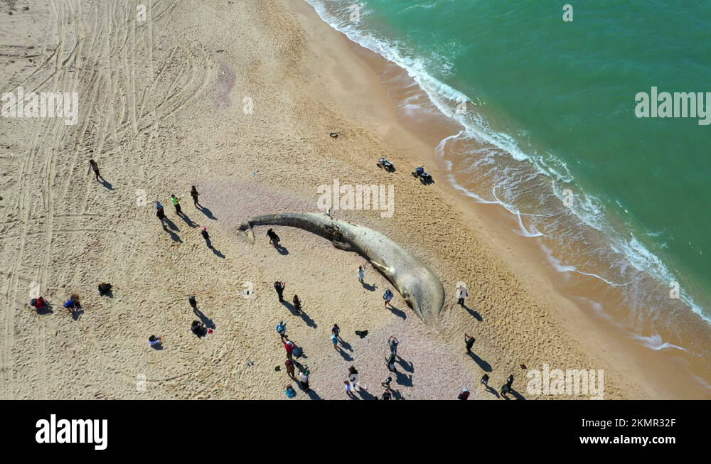 Dead whale on beach Stock Videos & Footage - HD and 4K Video Clips - Alamy