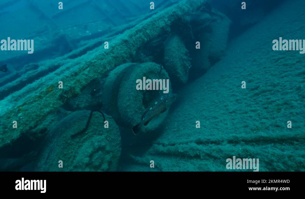 Dusky Grouper swims above truck on the shipwreck Swedish ferry MS ...