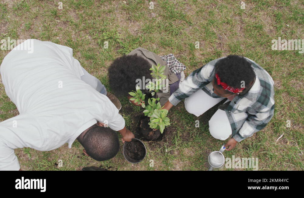 Tree and shrub planting Stock Videos & Footage - HD and 4K Video Clips ...