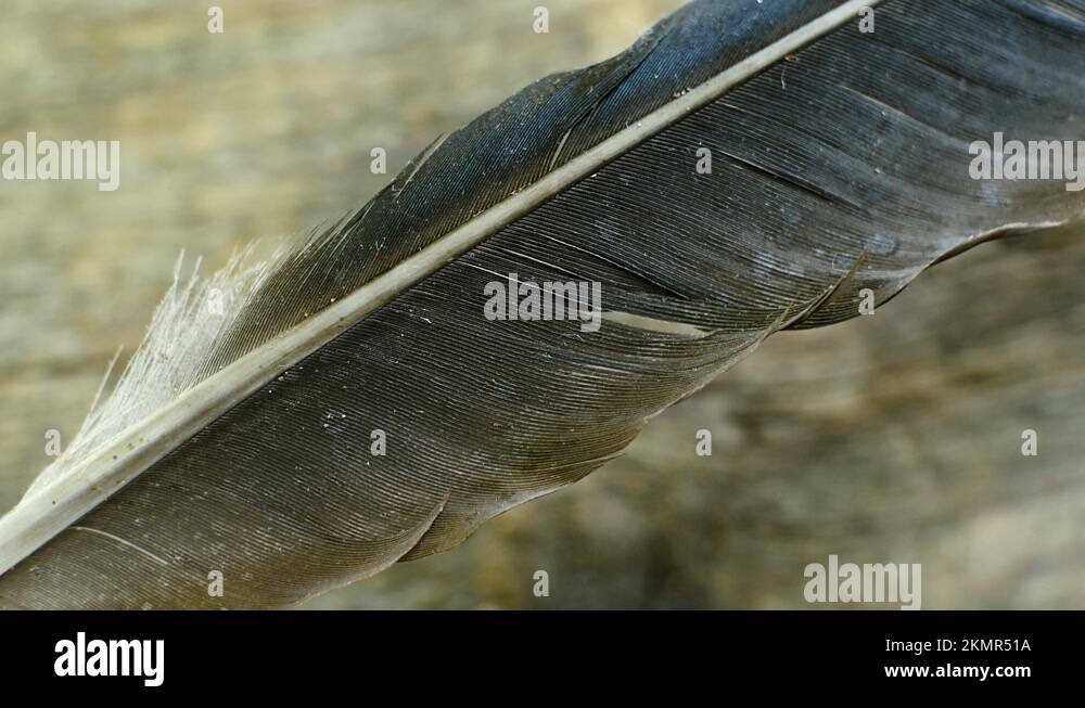 Black feather Stock Videos & Footage - HD and 4K Video Clips - Alamy