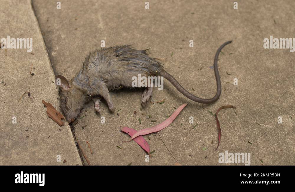 Deceased rodent Stock Videos & Footage - HD and 4K Video Clips - Alamy