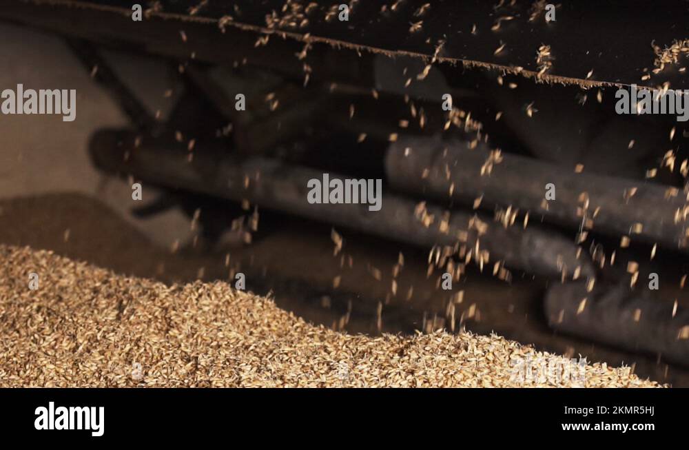 Cleaning grain Stock Videos & Footage - HD and 4K Video Clips - Alamy