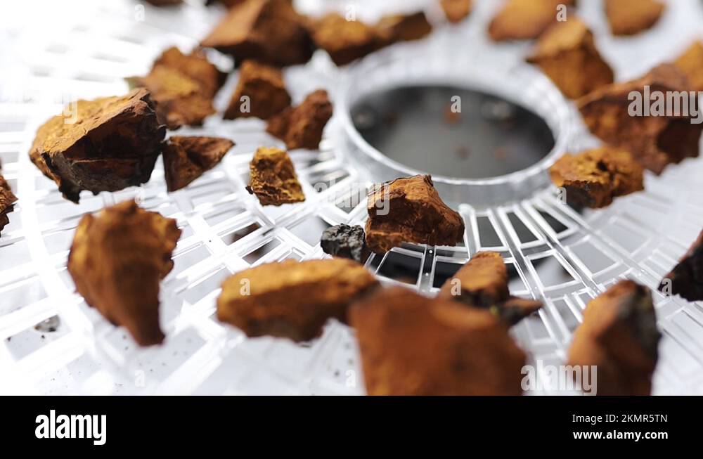 Medicinal mushroom Stock Videos & Footage - HD and 4K Video Clips - Alamy