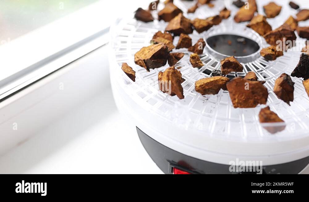 drying chaga mushroom growing on a birch tree, medicinal mushroom ...