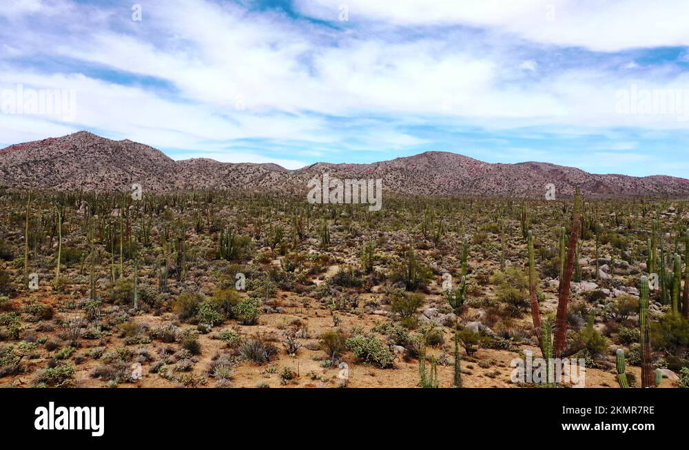 Baja plants Stock Videos & Footage - HD and 4K Video Clips - Alamy