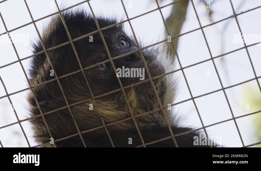 Cute hairy Macaque monkey resting behind wire mesh zoo fence enclosure ...