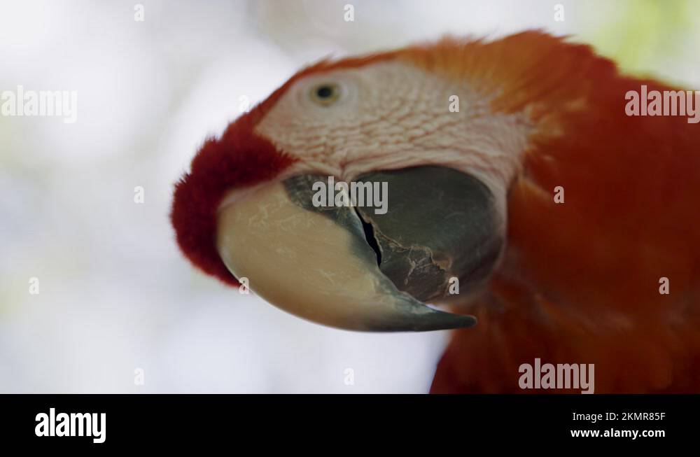 Sharp bill Stock Videos & Footage - HD and 4K Video Clips - Alamy