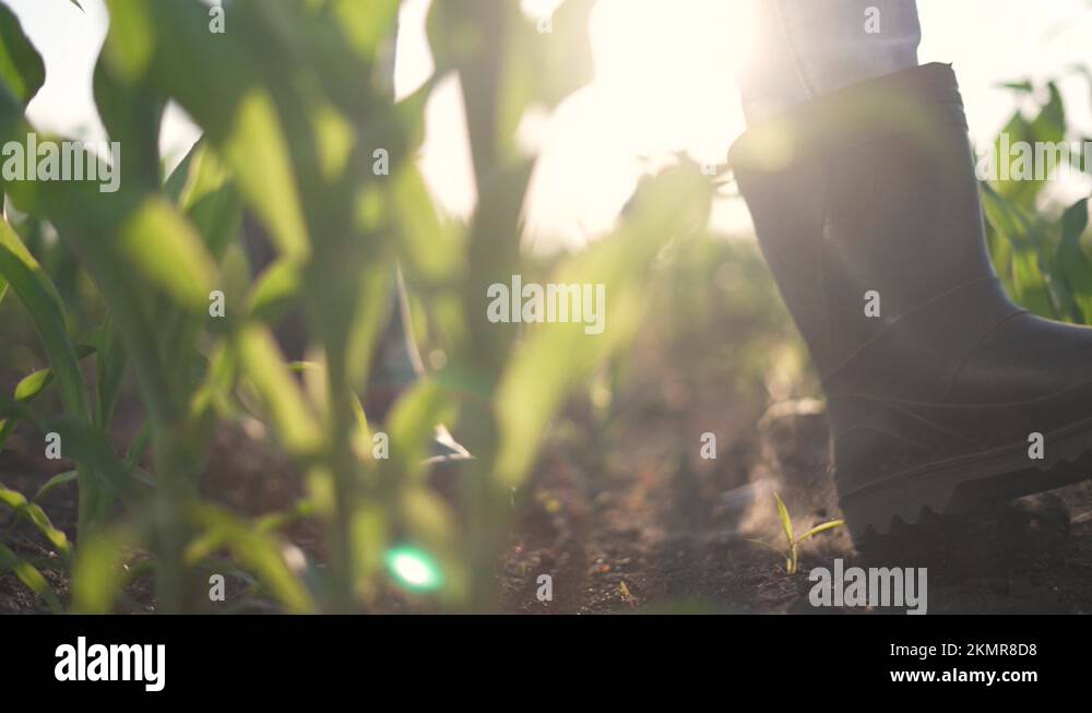 Agriculture. Farmer in rubber boots walk through corn field. Farmer ...