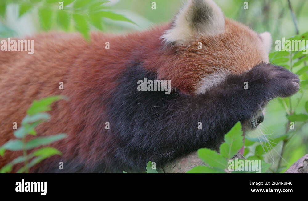 Red panda in nepal Stock Videos & Footage - HD and 4K Video Clips - Alamy