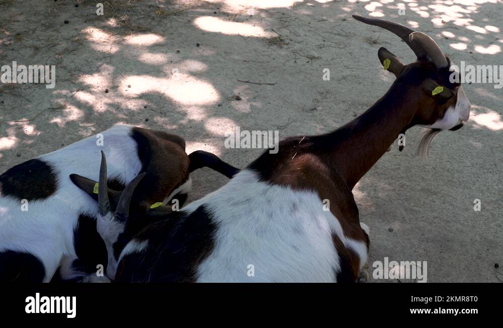 Horn shadow Stock Videos & Footage - HD and 4K Video Clips - Alamy