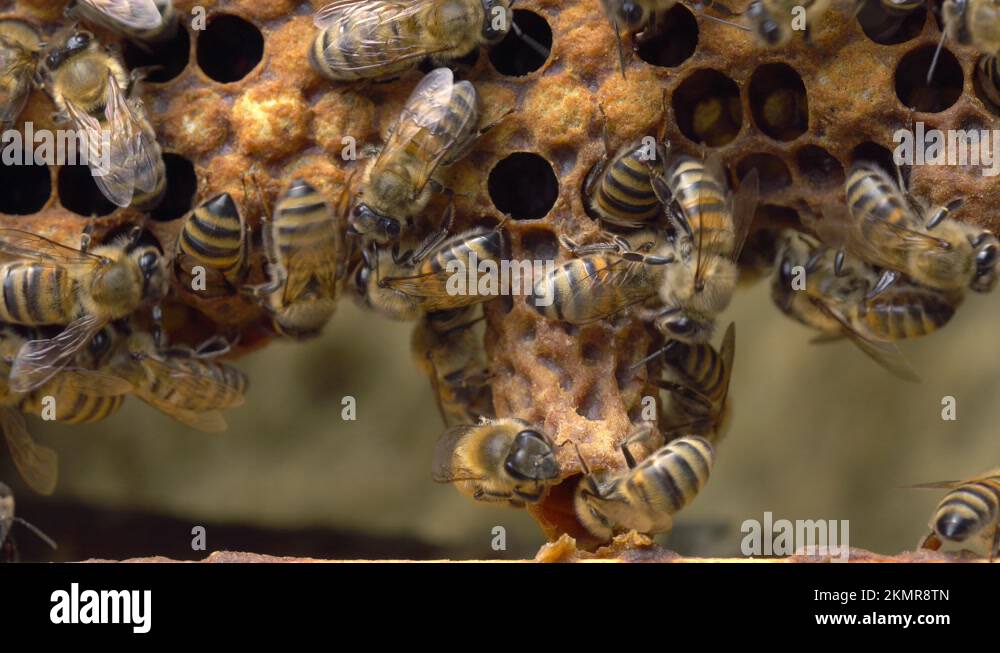 Supersedure cells Stock Videos & Footage - HD and 4K Video Clips - Alamy