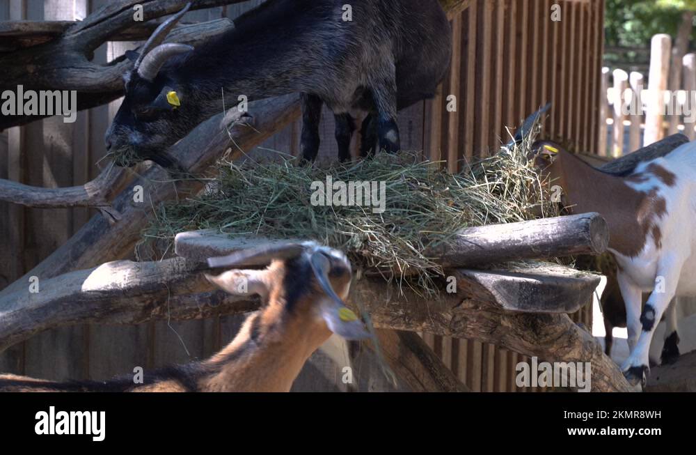 Straw goats Stock Videos & Footage - HD and 4K Video Clips - Alamy
