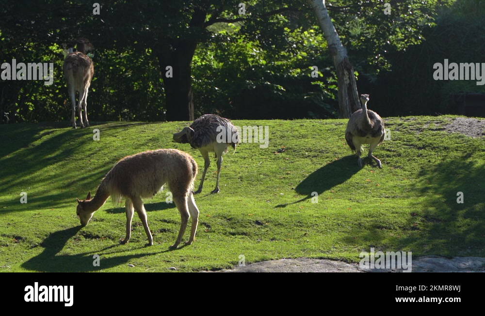 Sun in zoo Stock Videos & Footage - HD and 4K Video Clips - Alamy