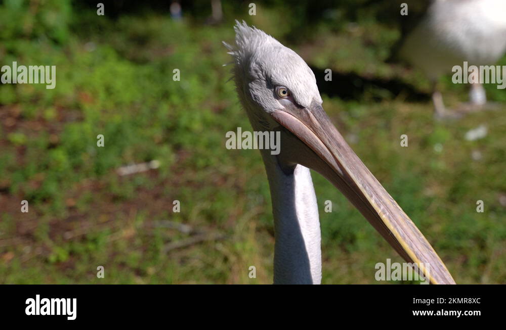 Menacing bird Stock Videos & Footage - HD and 4K Video Clips - Alamy