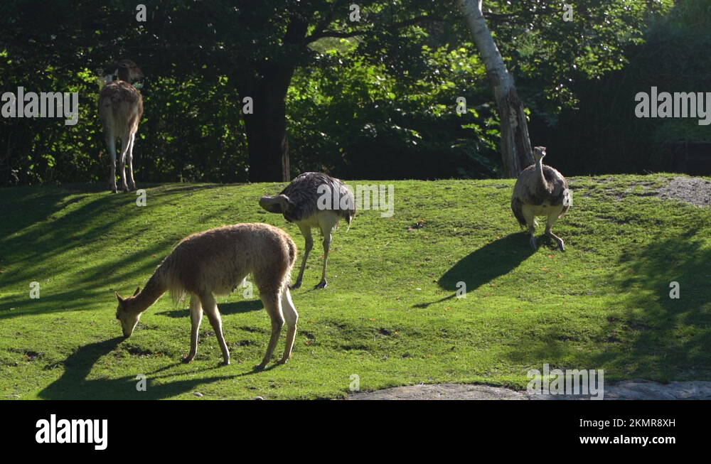 Zoological setting Stock Videos & Footage - HD and 4K Video Clips - Alamy