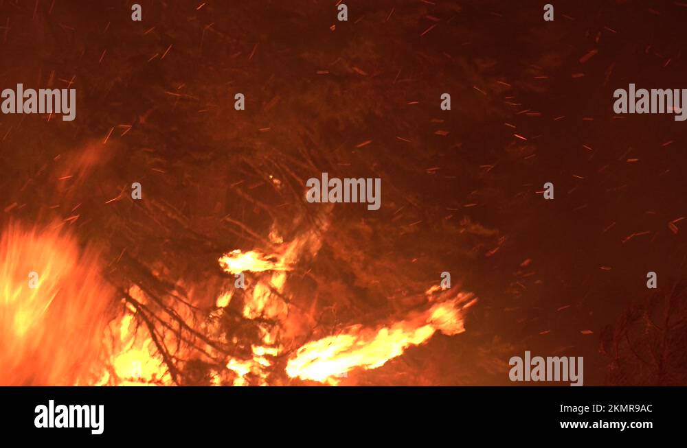 2021 - The Dixie Fire burns a pine tree in a forest in Northern ...