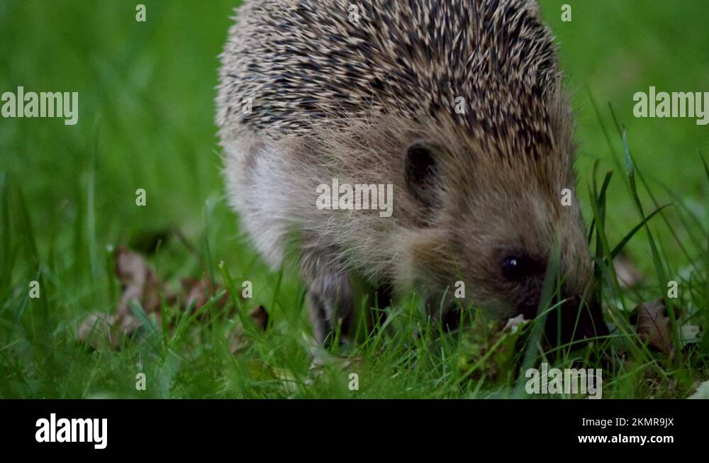 Adult hedgehog Stock Videos & Footage - HD and 4K Video Clips - Alamy
