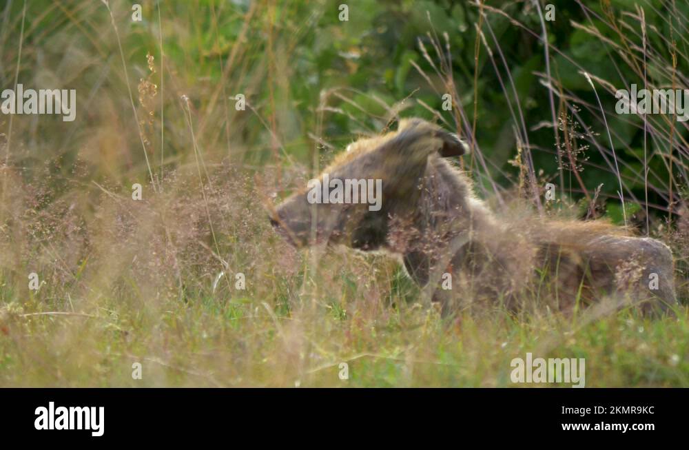 Scabies mites Stock Videos & Footage - HD and 4K Video Clips - Alamy