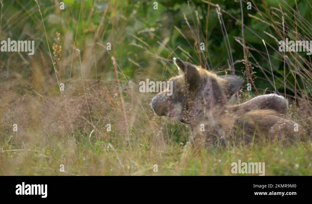 Field scabies Stock Videos & Footage - HD and 4K Video Clips - Alamy