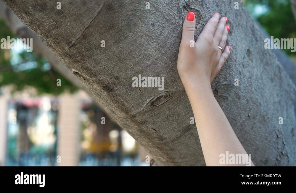 People touching tree trunk Stock Videos & Footage - HD and 4K Video ...