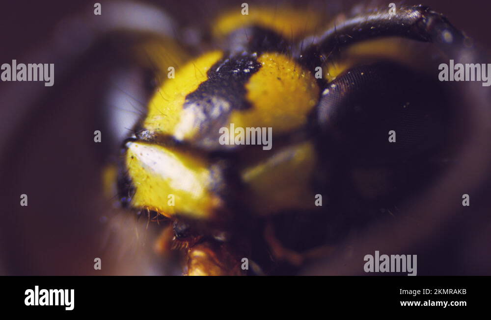 Yellow wasp. Super magnification under a microscope. Mouth organs ...