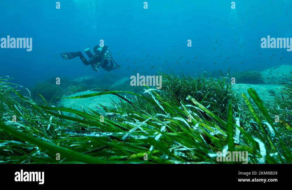 Scuba diver swims above dense thickets of green marine grass Posidonia ...