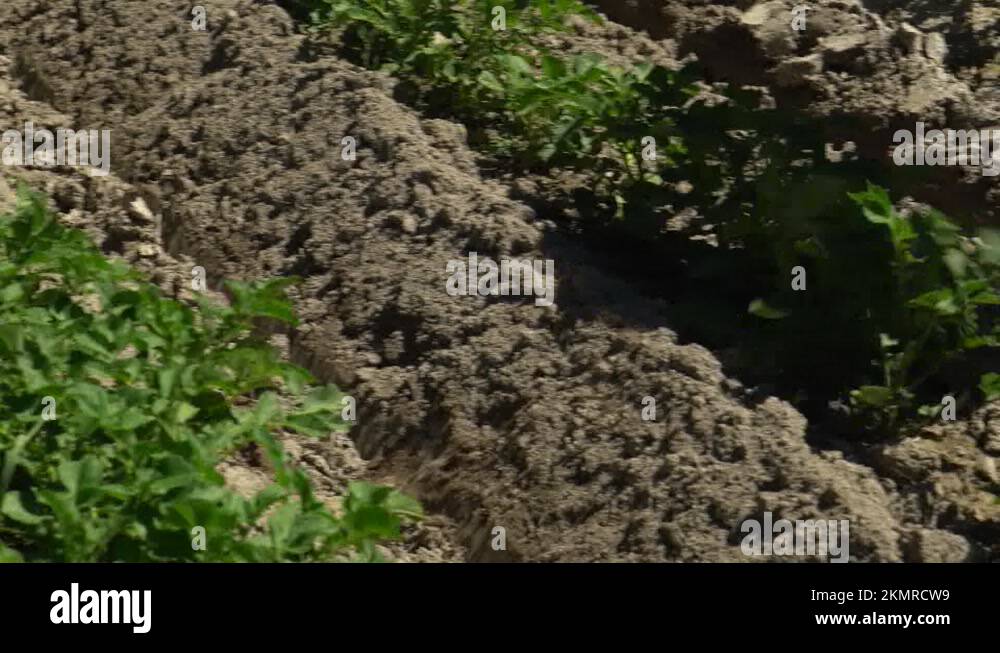 Dry farming Stock Videos & Footage - HD and 4K Video Clips - Alamy