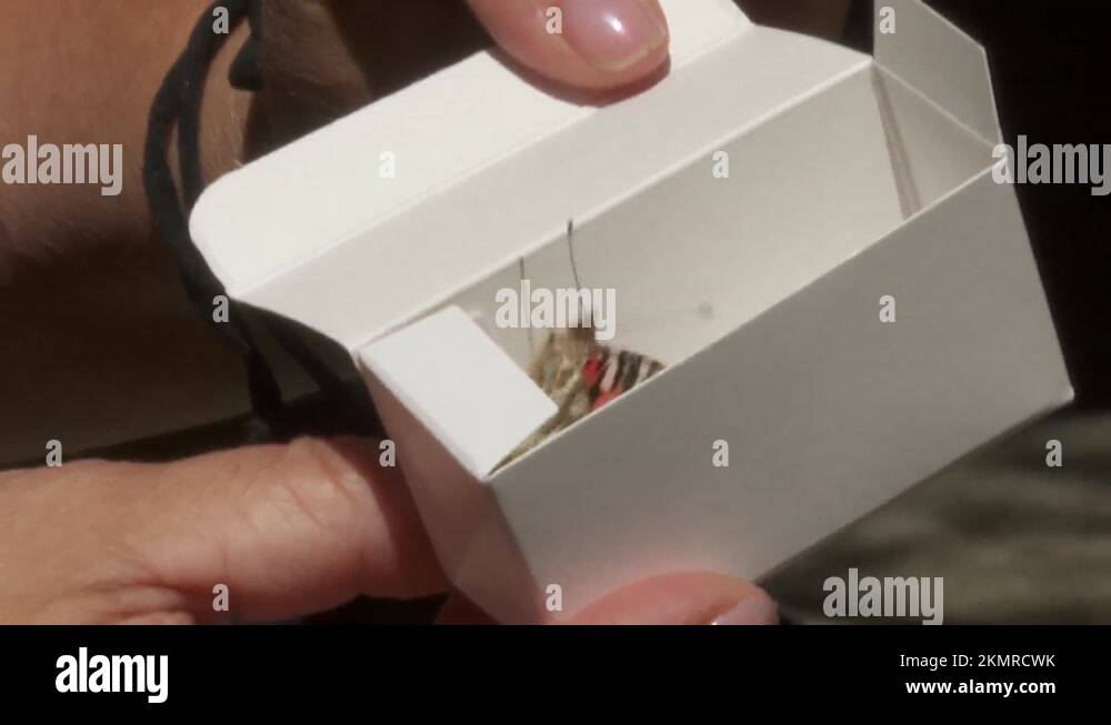 Free boxes Stock Videos & Footage - HD and 4K Video Clips - Alamy