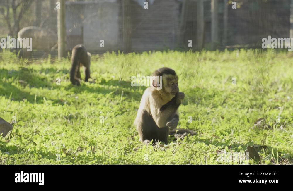 Adorable tiny Capuchin monkey sitting foraging for food in grass ...