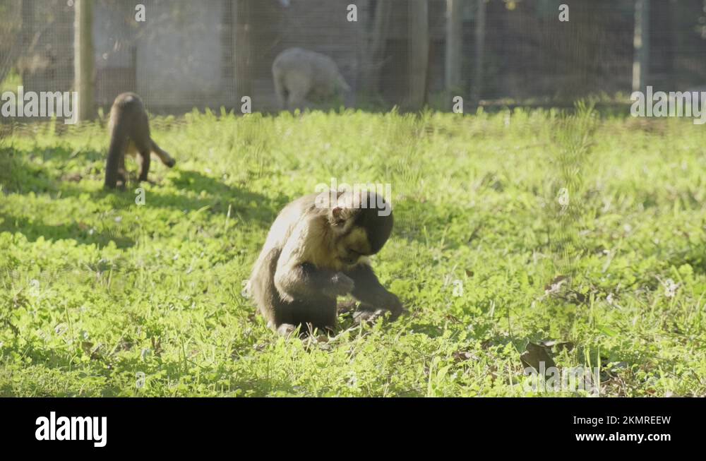 Adorable tiny Capuchin monkey sitting in grass enclosure foraging for ...
