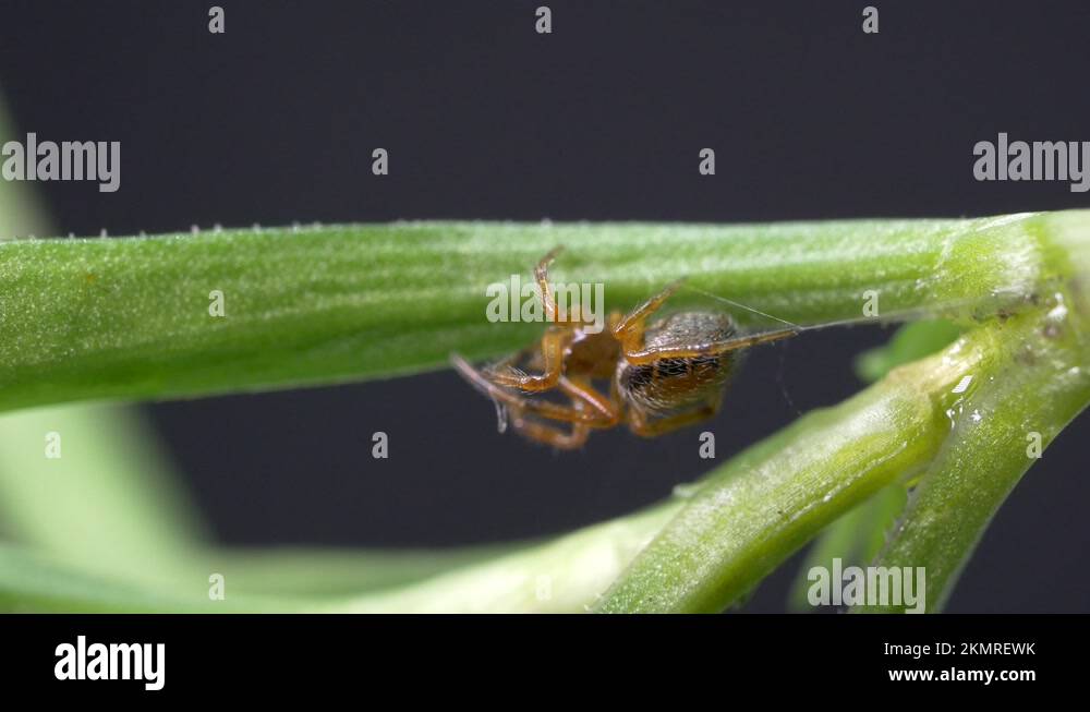 Little Red Spider On A Flower Stem - macro shot Stock Video Footage - Alamy