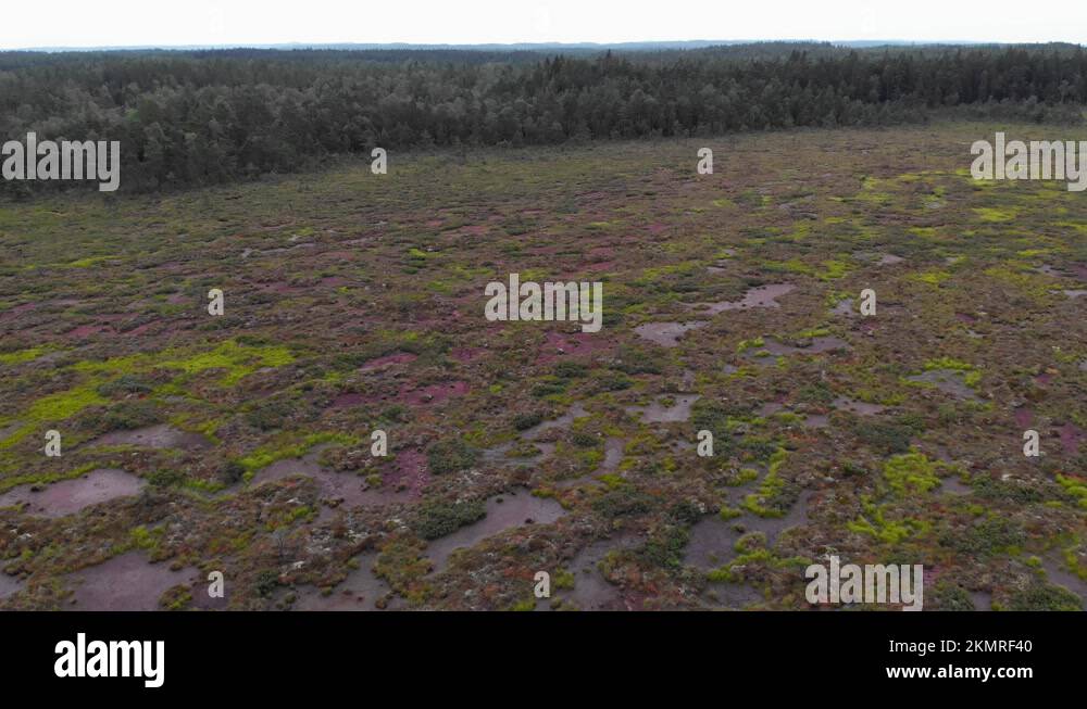 Mire Wetland With Dense Moss Floating. Lush Green Forest In Background ...