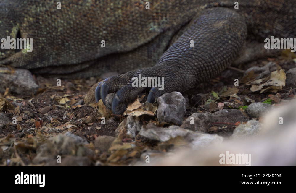 Komodo Dragon Foot With Claws While Resting On Wilds In Bali, Indonesia ...