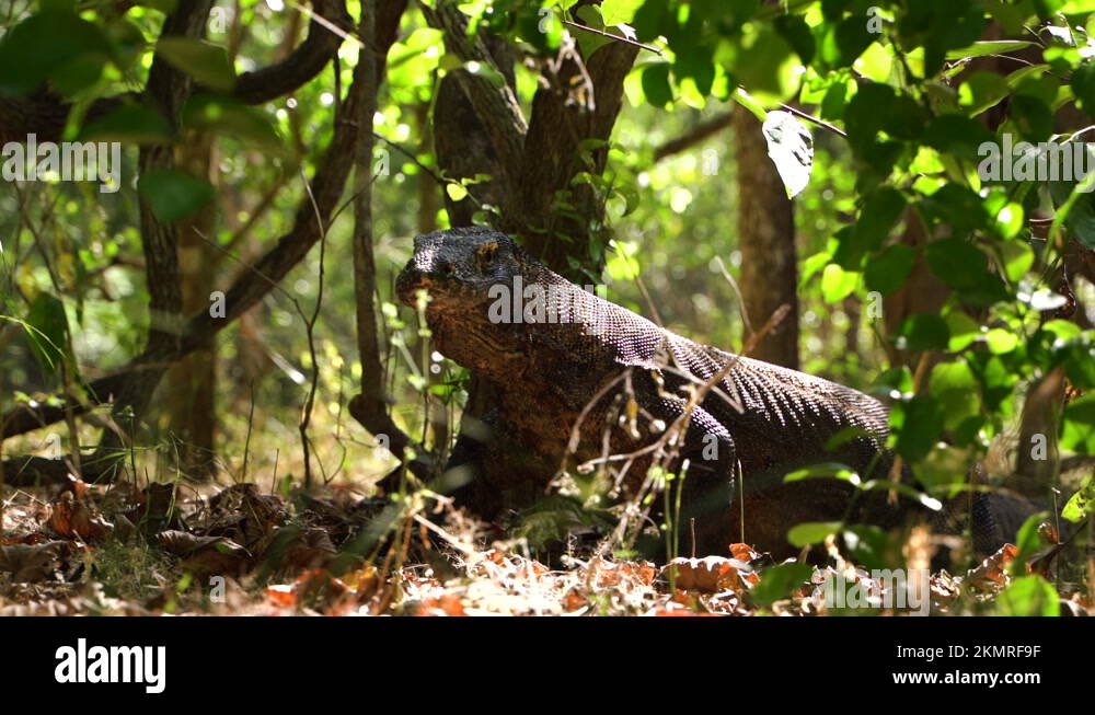 Komodo island wildlife Stock Videos & Footage - HD and 4K Video Clips ...