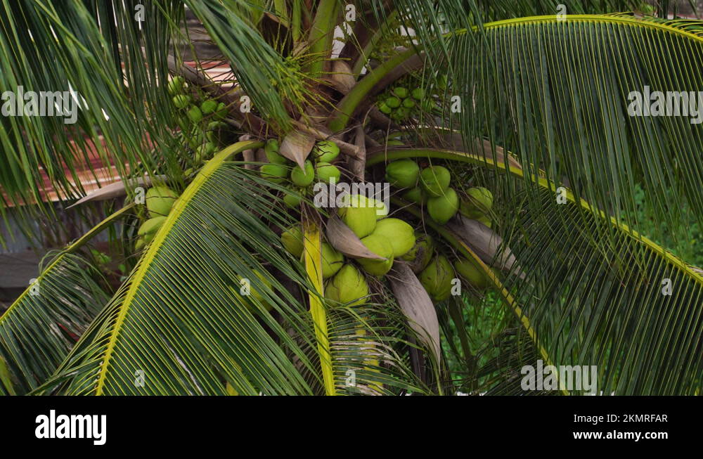 Coconut tree wind coconuts Stock Videos & Footage - HD and 4K Video ...
