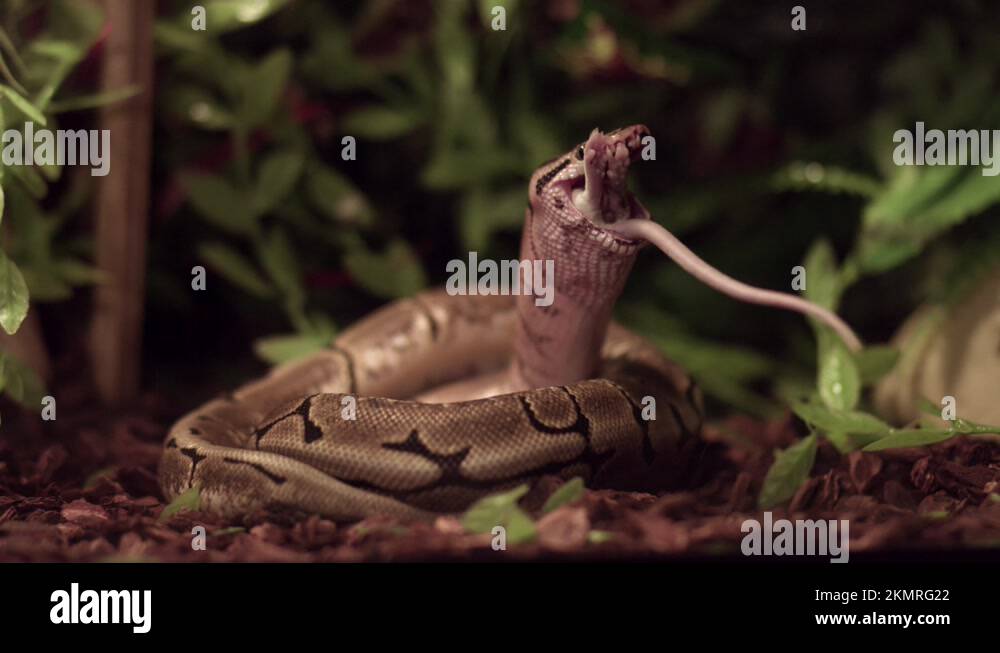 Snake eating tail Stock Videos & Footage - HD and 4K Video Clips - Alamy