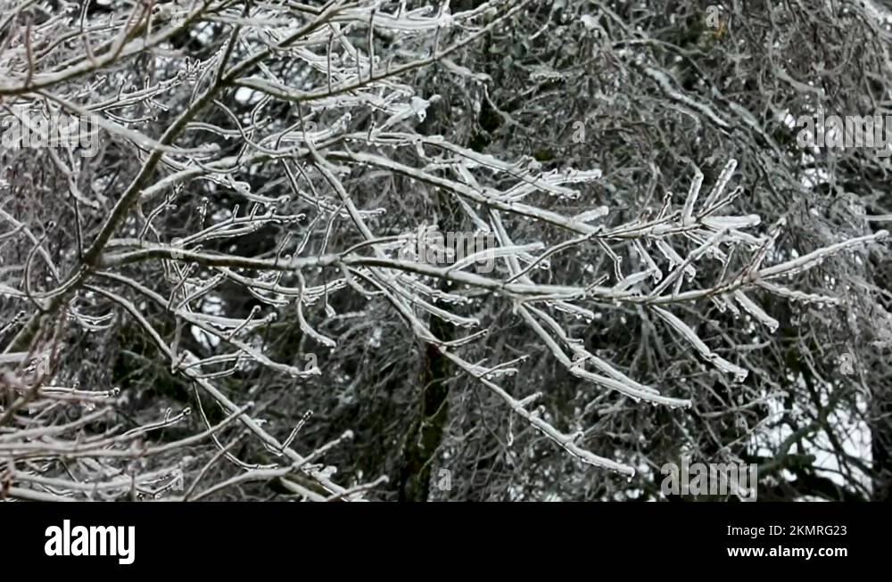 Ice coated tree Stock Videos & Footage - HD and 4K Video Clips - Alamy