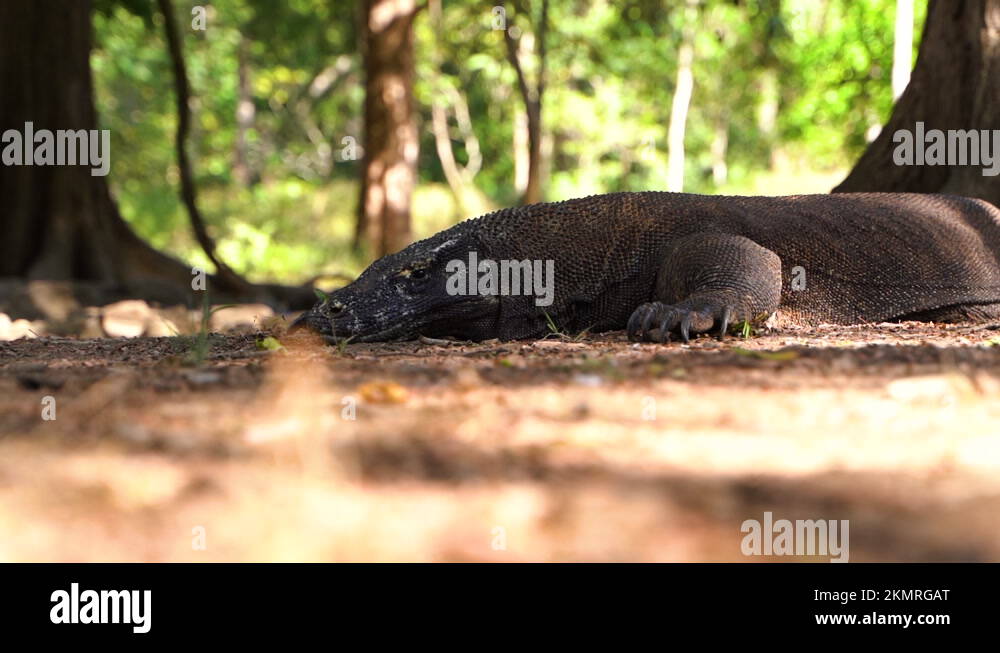 Lizard native to indonesia Stock Videos & Footage - HD and 4K Video ...