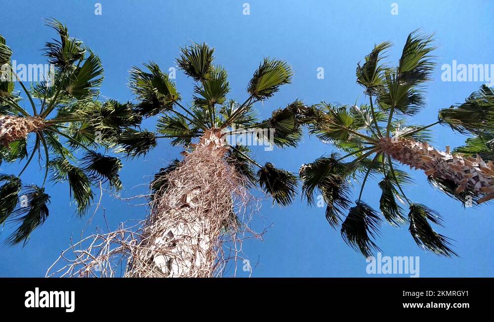 Palm tree trunk texture Stock Videos & Footage - HD and 4K Video Clips ...