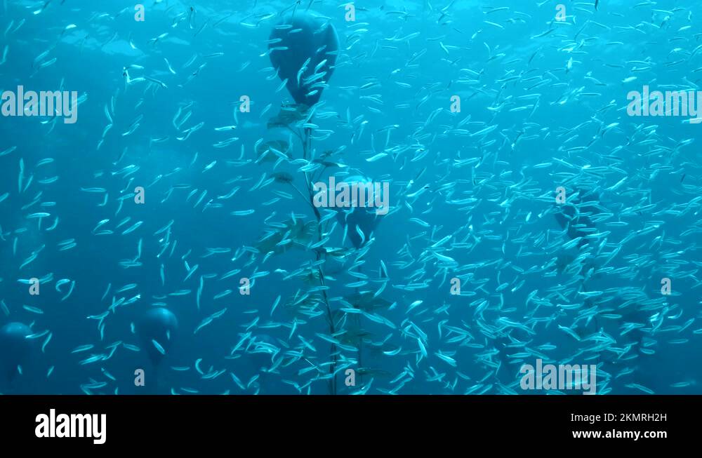 Museum of Underwater Sculpture Ayia Napa (MUSAN), Cyprus Stock Video ...