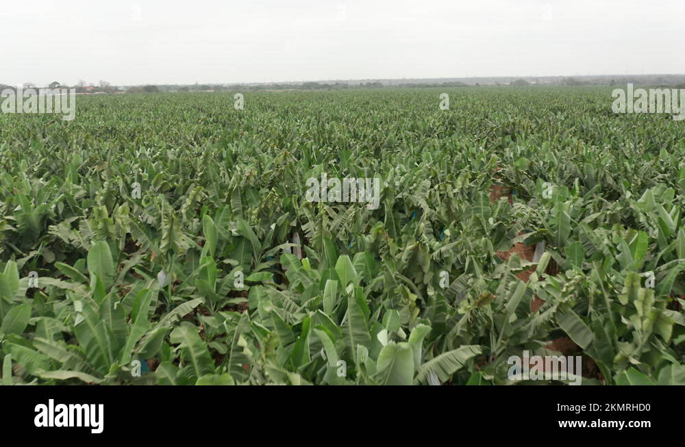 Traveling front over banana cultivation , Caxito in Angola, Africa 2 ...